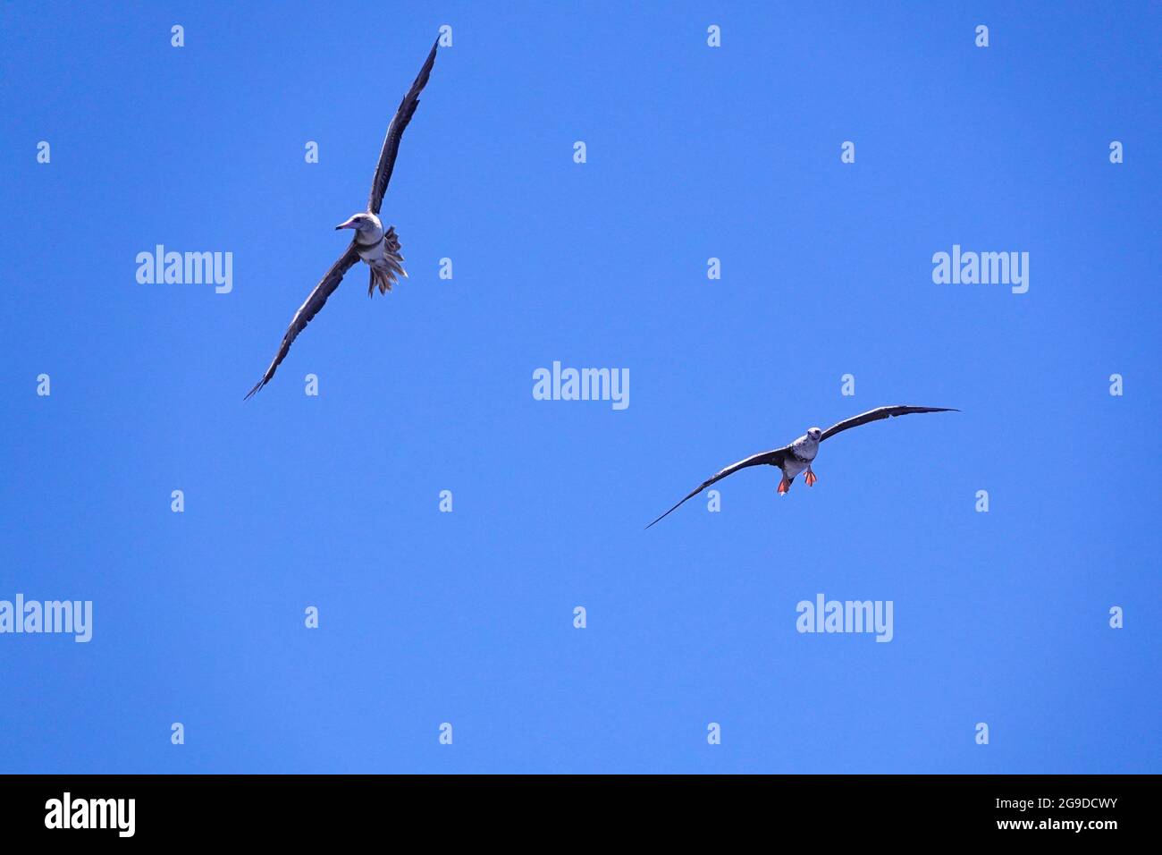 Sea birds flying over the North Pacific Ocean. The background is blue ...