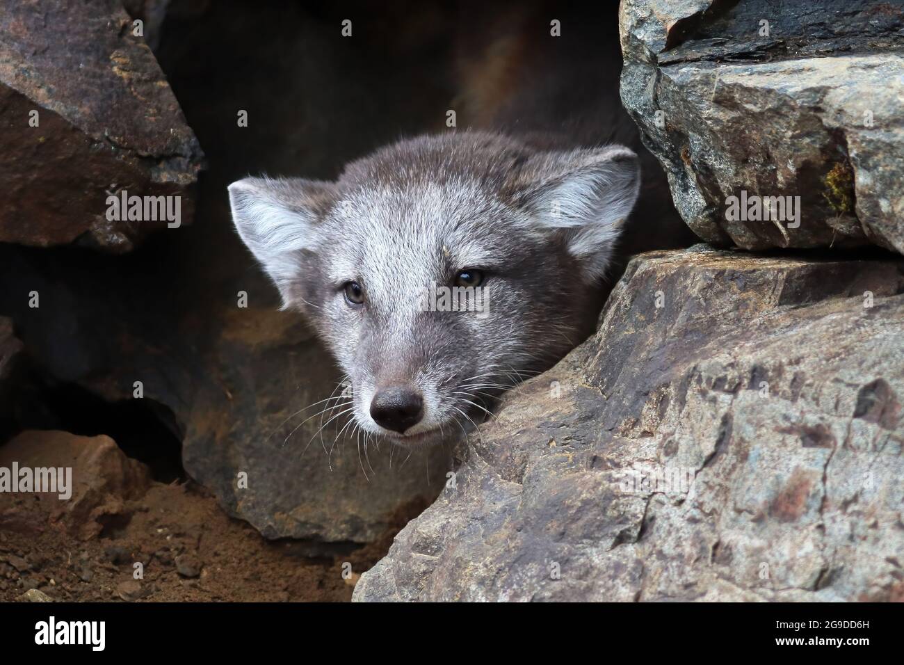 Artic fauna hi-res stock photography and images - Alamy