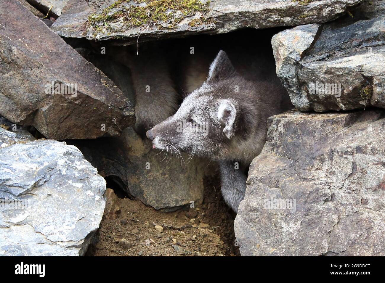 Artic fox den hi-res stock photography and images - Alamy