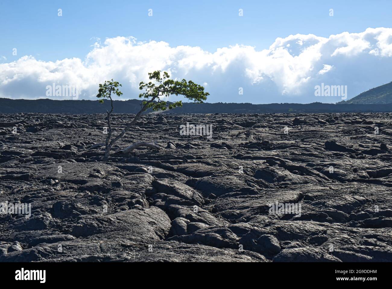 A tree growing in black volcanic lava geology. Located on the Big ...
