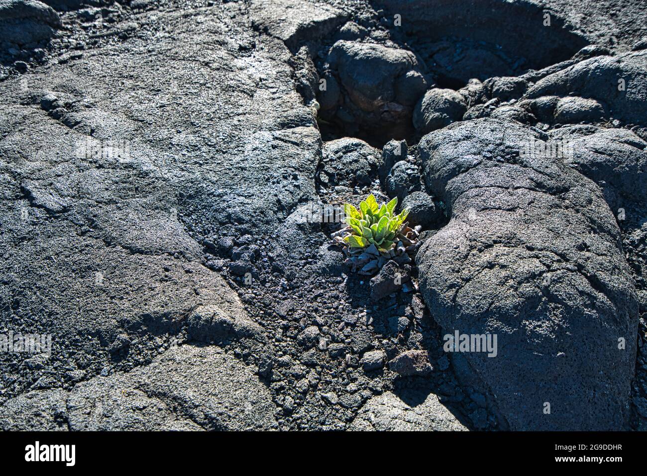 A plant growing in black volcanic lava geology. Located on the Big ...