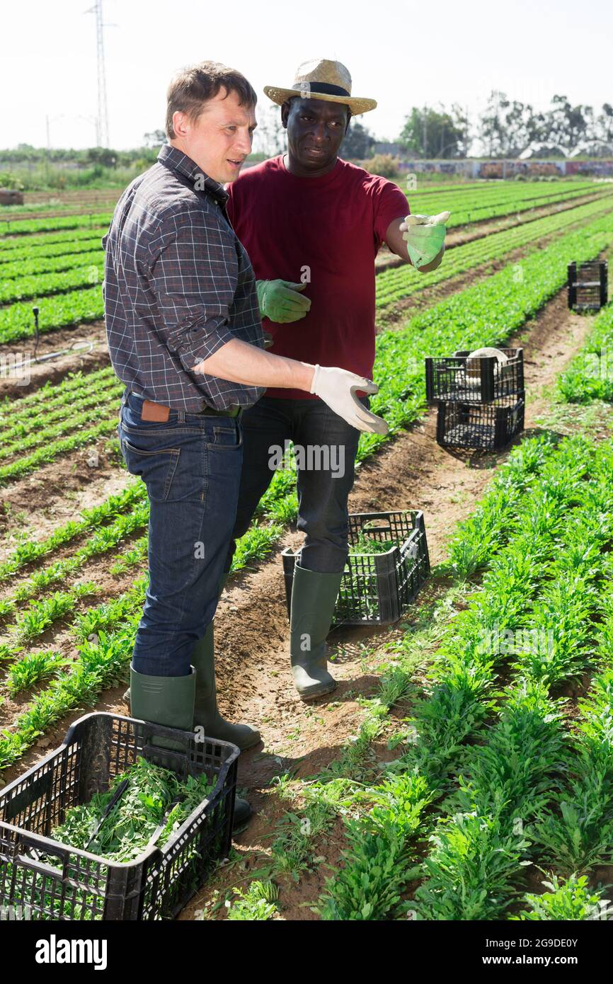 Agriculture workers talking hi-res stock photography and images - Alamy