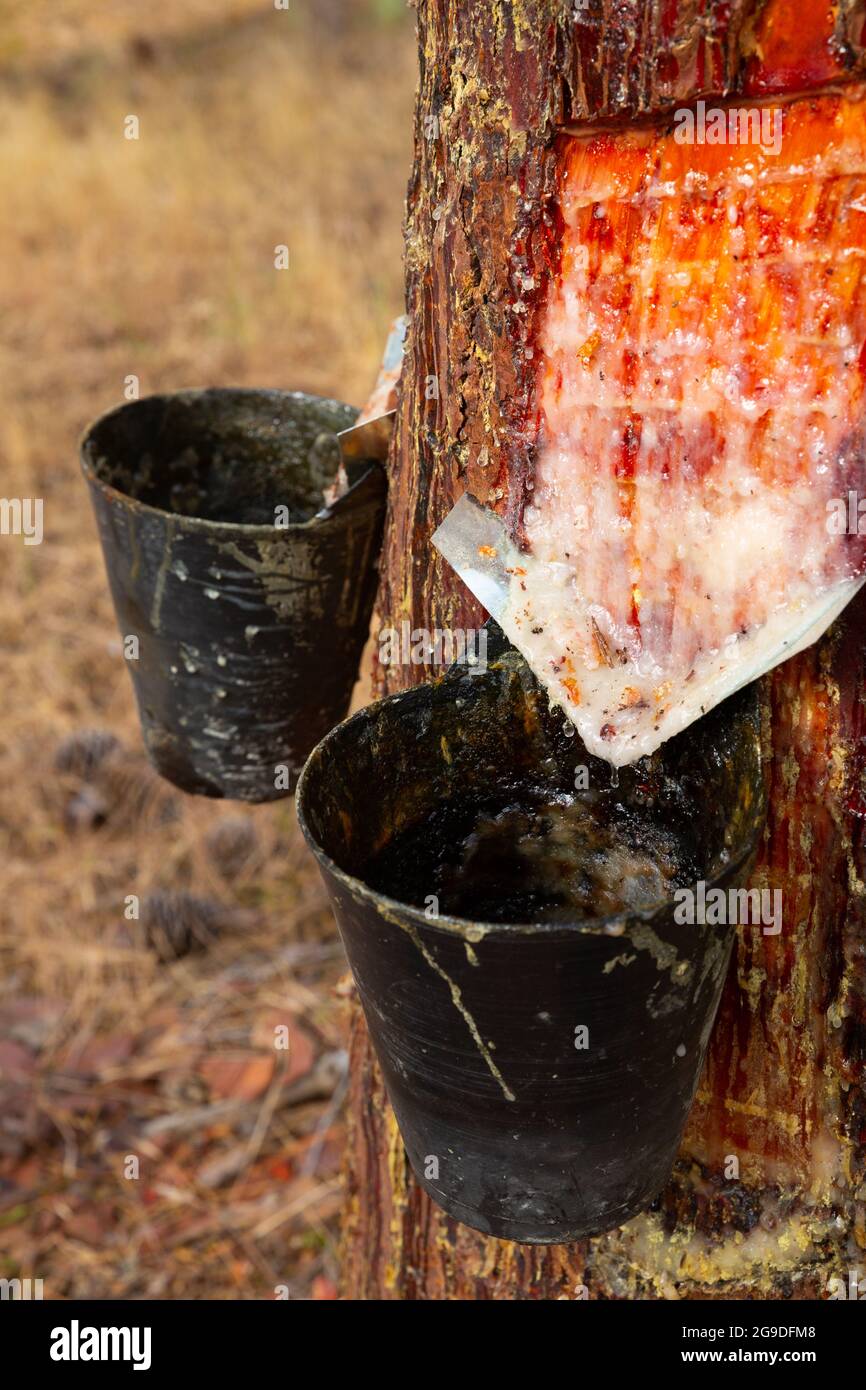 Wood extraction in resin hi-res stock photography and images - Alamy