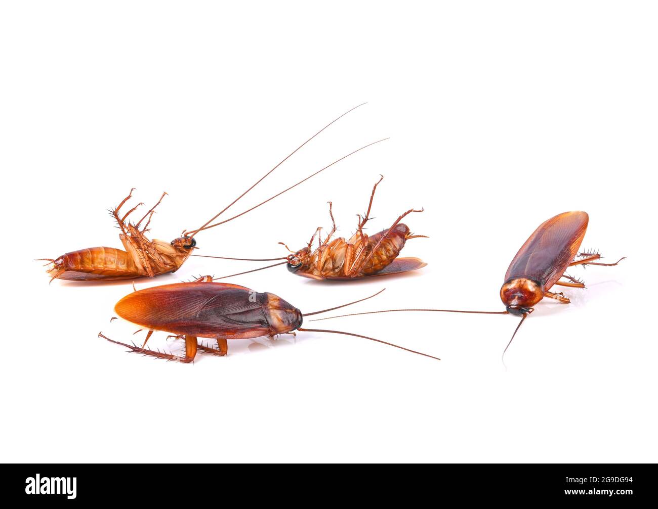 Group of dead cockroaches white background Stock Photo - Alamy