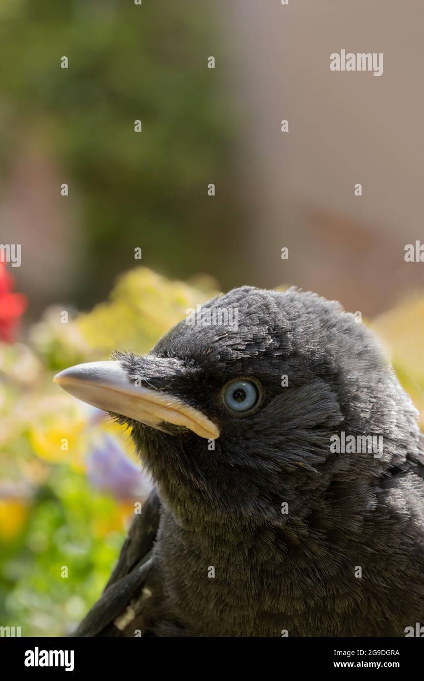 The most colourful member of the crow family hi-res stock photography ...
