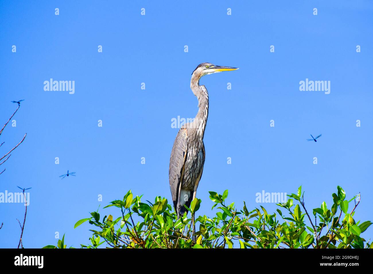 Big bird standing on the top of a tree Stock Photo - Alamy