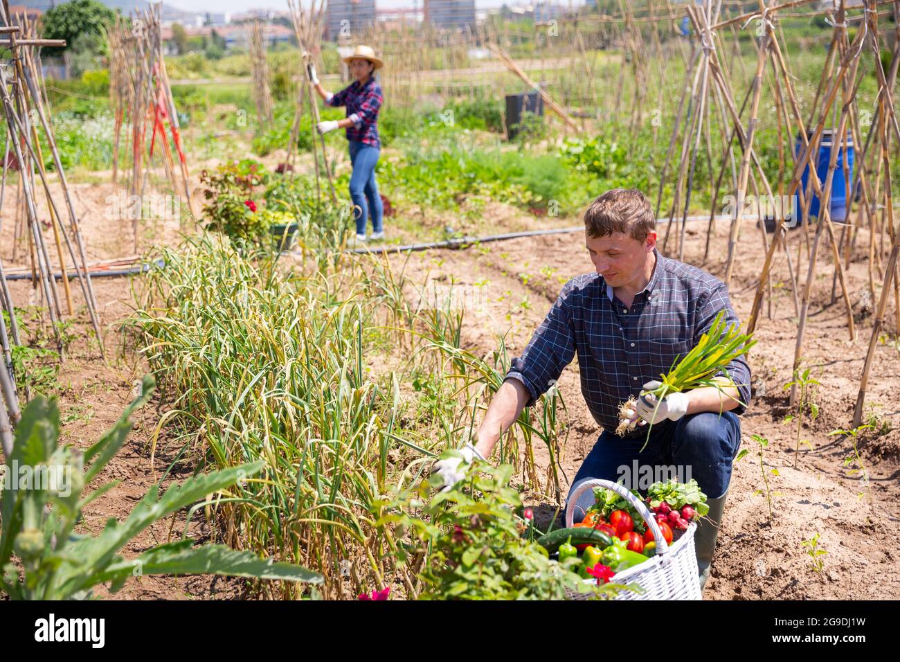 Portrait of positive hired worker on farm field Stock Photo - Alamy