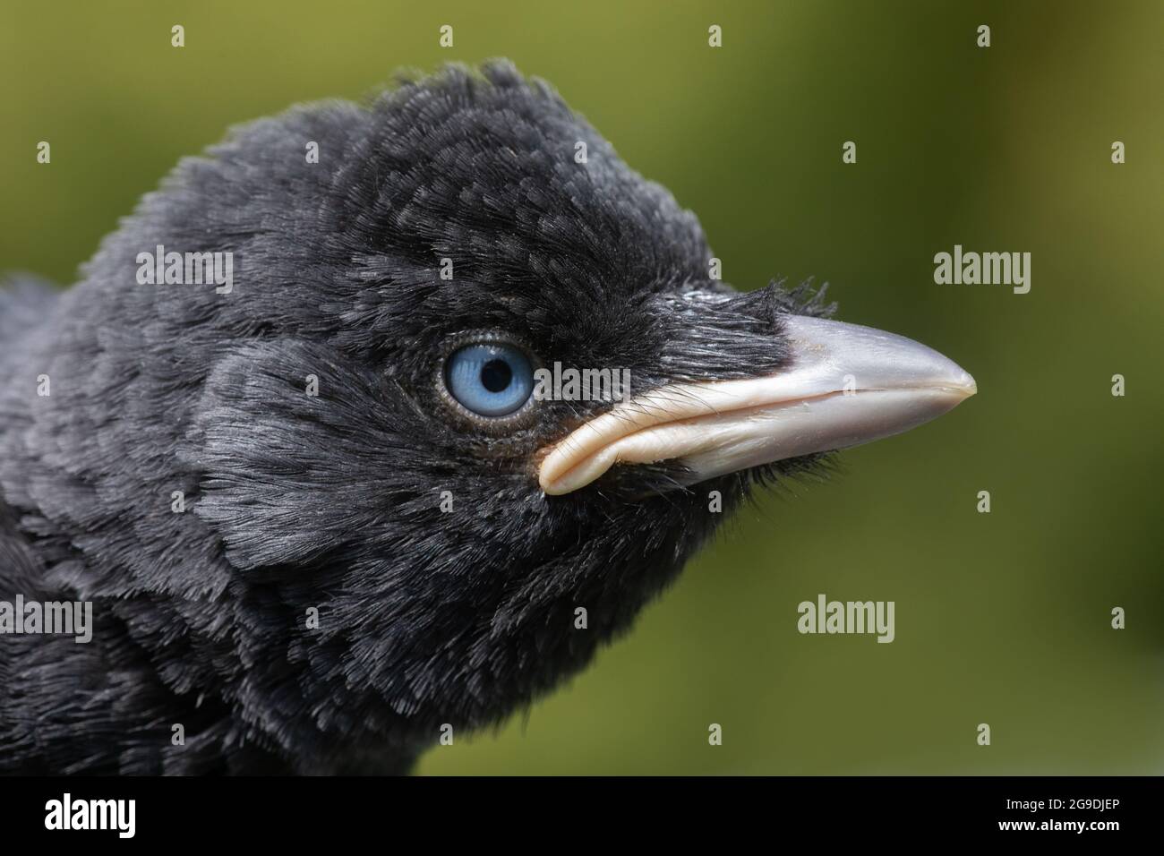 Yellow beak bird hi-res stock photography and images - Alamy