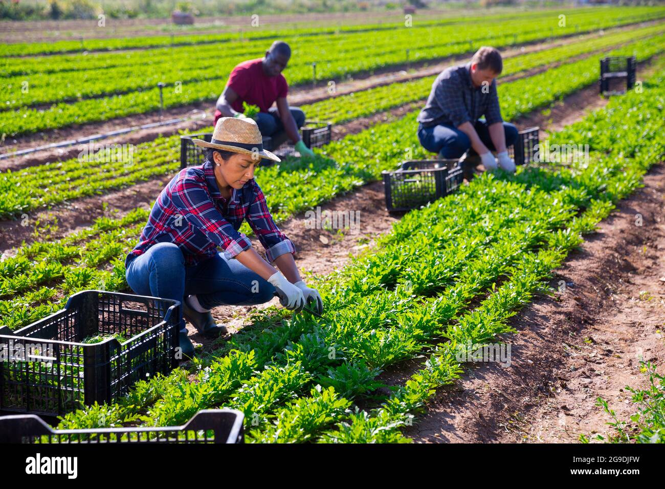 Hispanic woman farmer harvesting garden rocket on plantation Stock ...