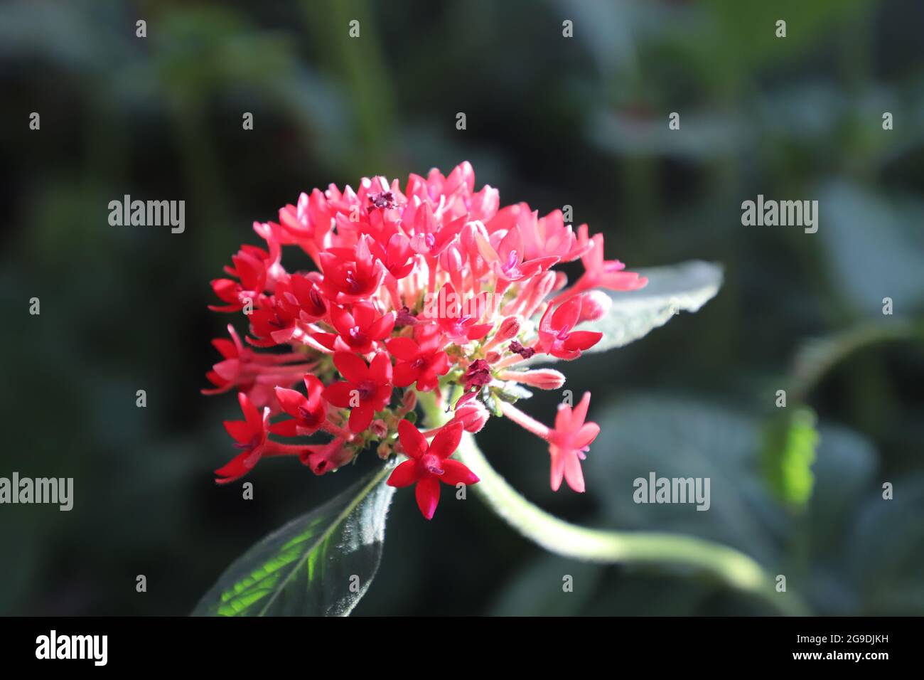 Cluster of red flowers Stock Photo - Alamy