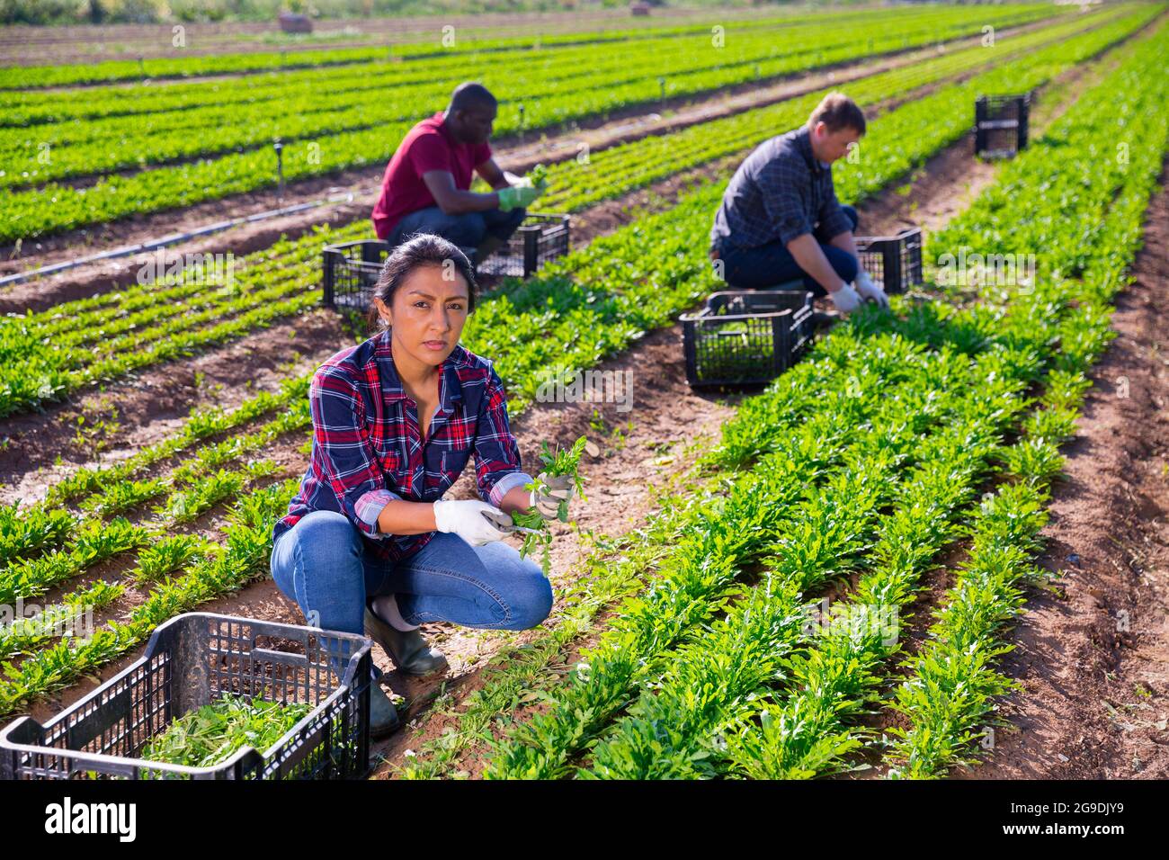 Mestizo colombian hi-res stock photography and images - Alamy