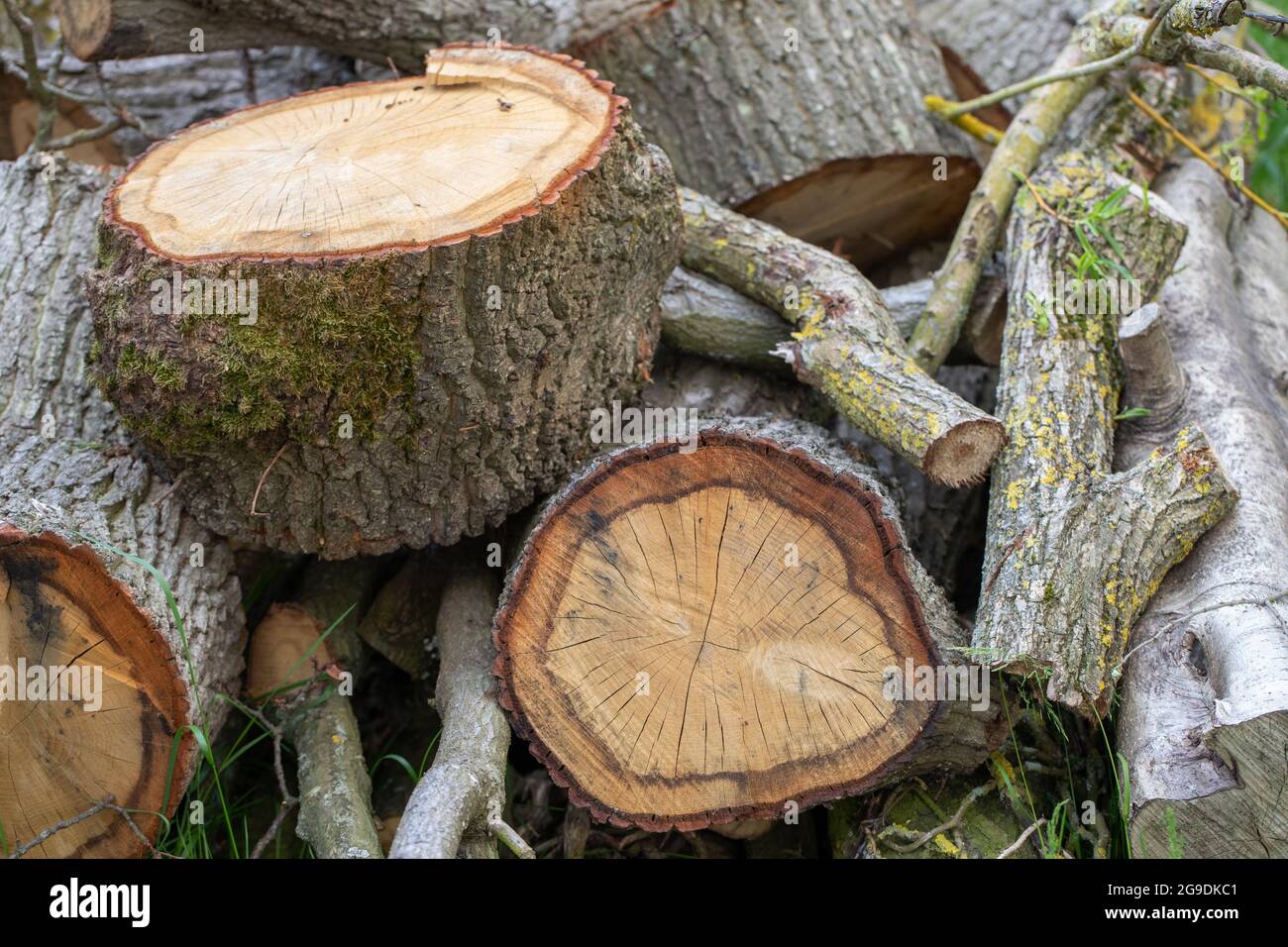 Bark cambium hi-res stock photography and images - Alamy