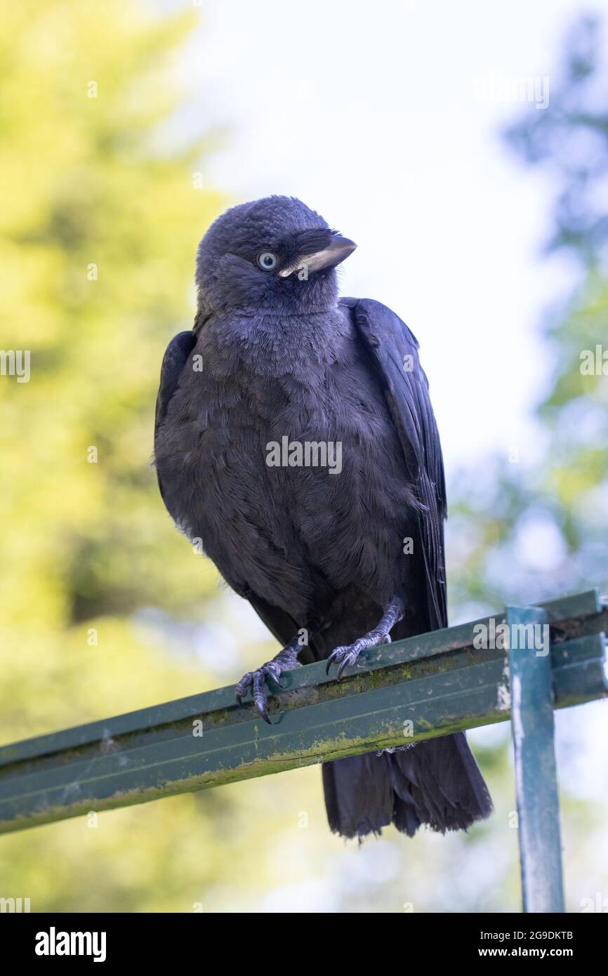 Jackdaw (Corvus monedula). Juvenile. Fledgling. young bird. Member of ...