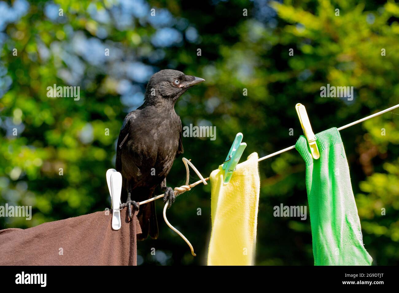 Jackdaw (Corvus monedula). Juvenile bird.Perched on a washing line ...