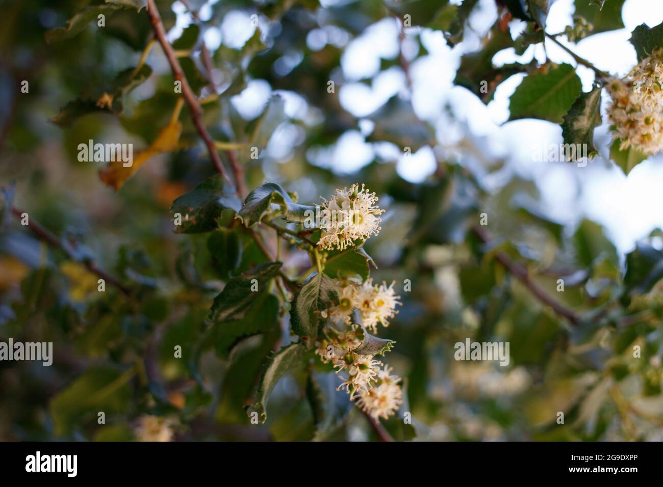 White axillary indeterminate raceme inflorescences of Hollyleaf Cherry ...