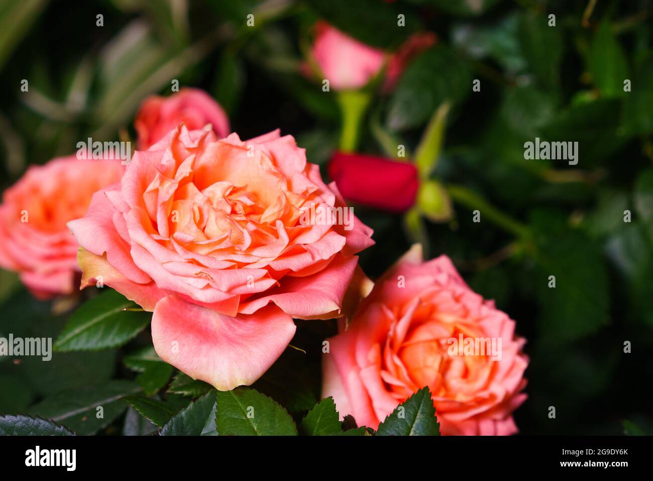 Large bicolor light peach roses like peonies with double frill on a ...