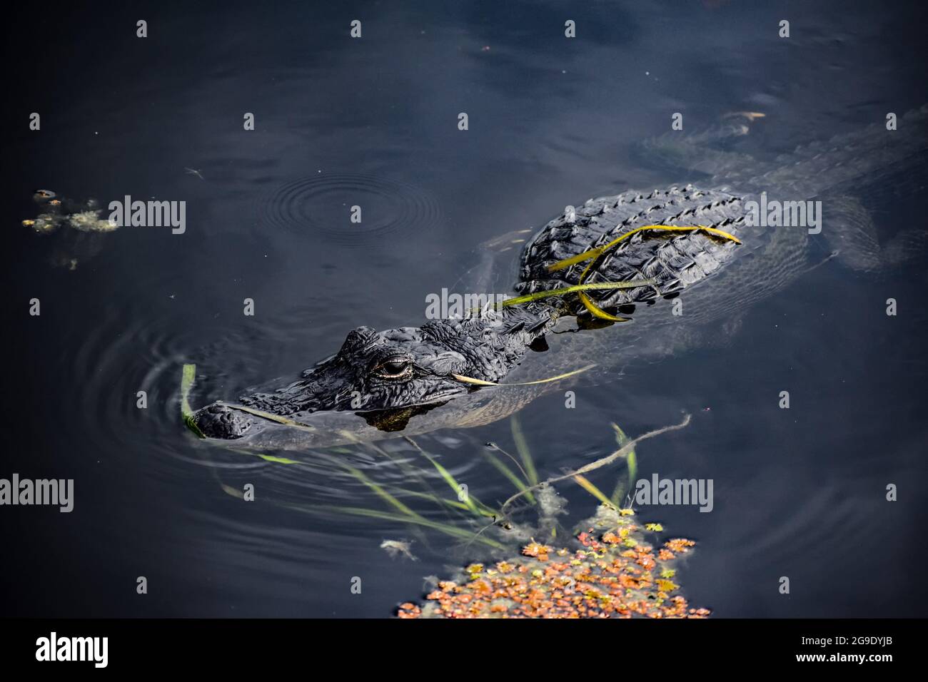 Alligator swimming in the water of the swamp Stock Photo - Alamy
