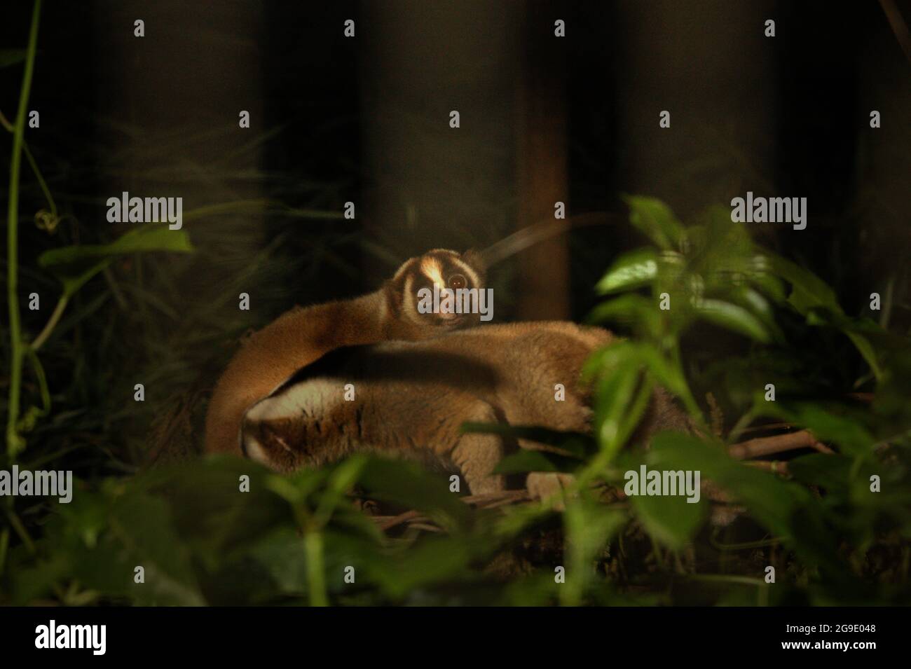 Slow loris facility hi-res stock photography and images - Alamy