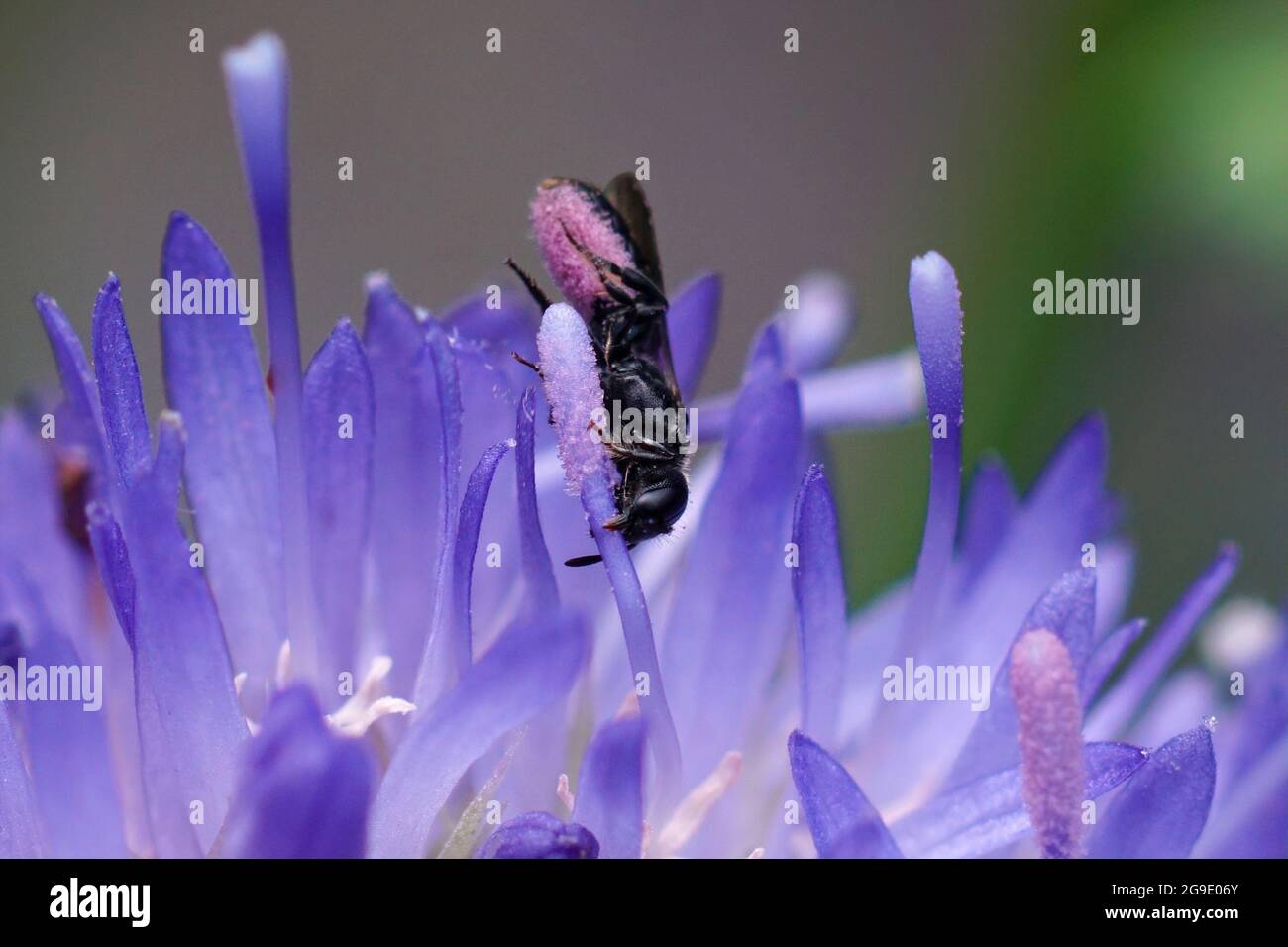 Closeup of a scissor bee pollinating on the blue blossomed Jasione ...