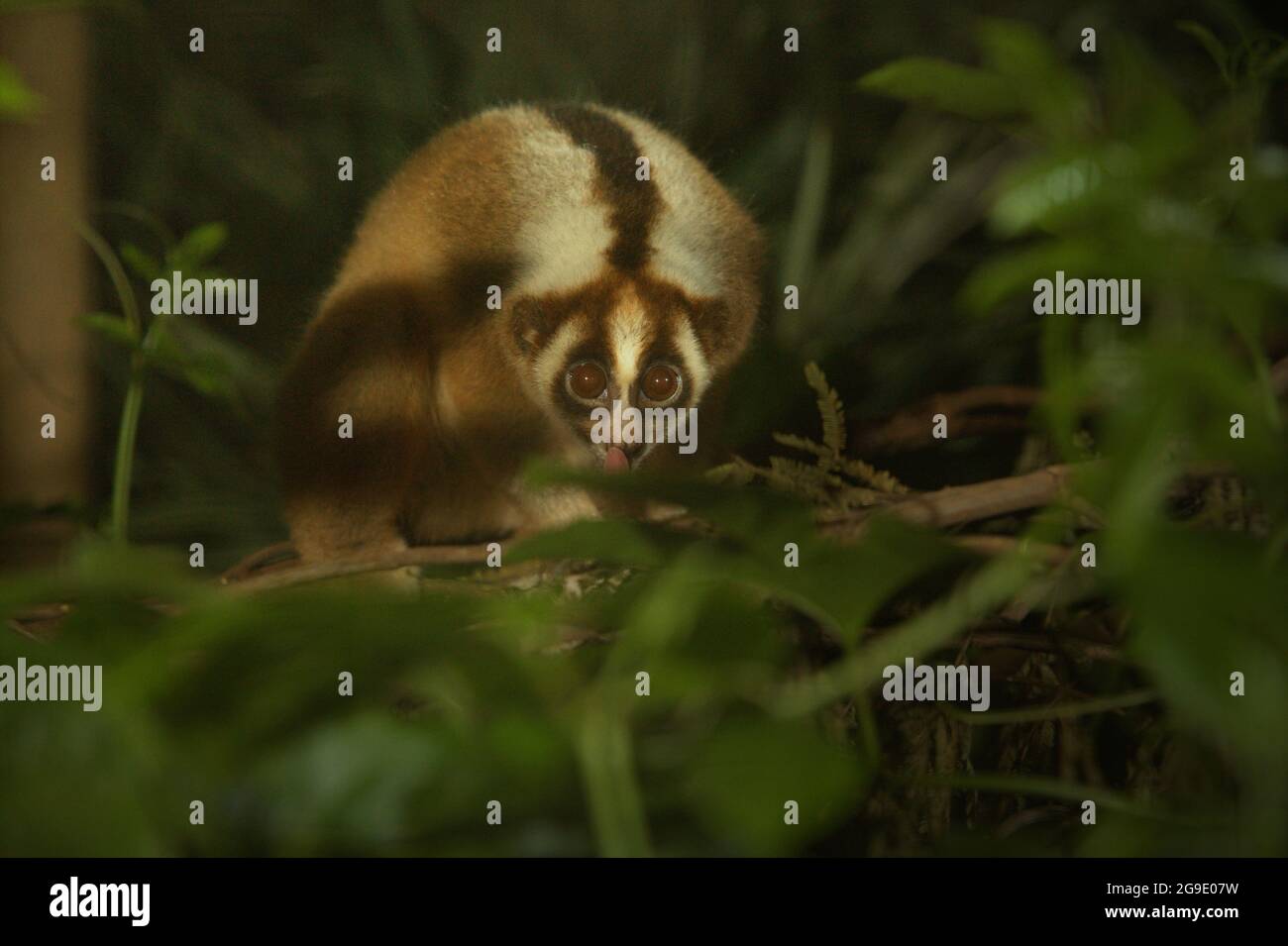 Slow loris recovery hi-res stock photography and images - Alamy