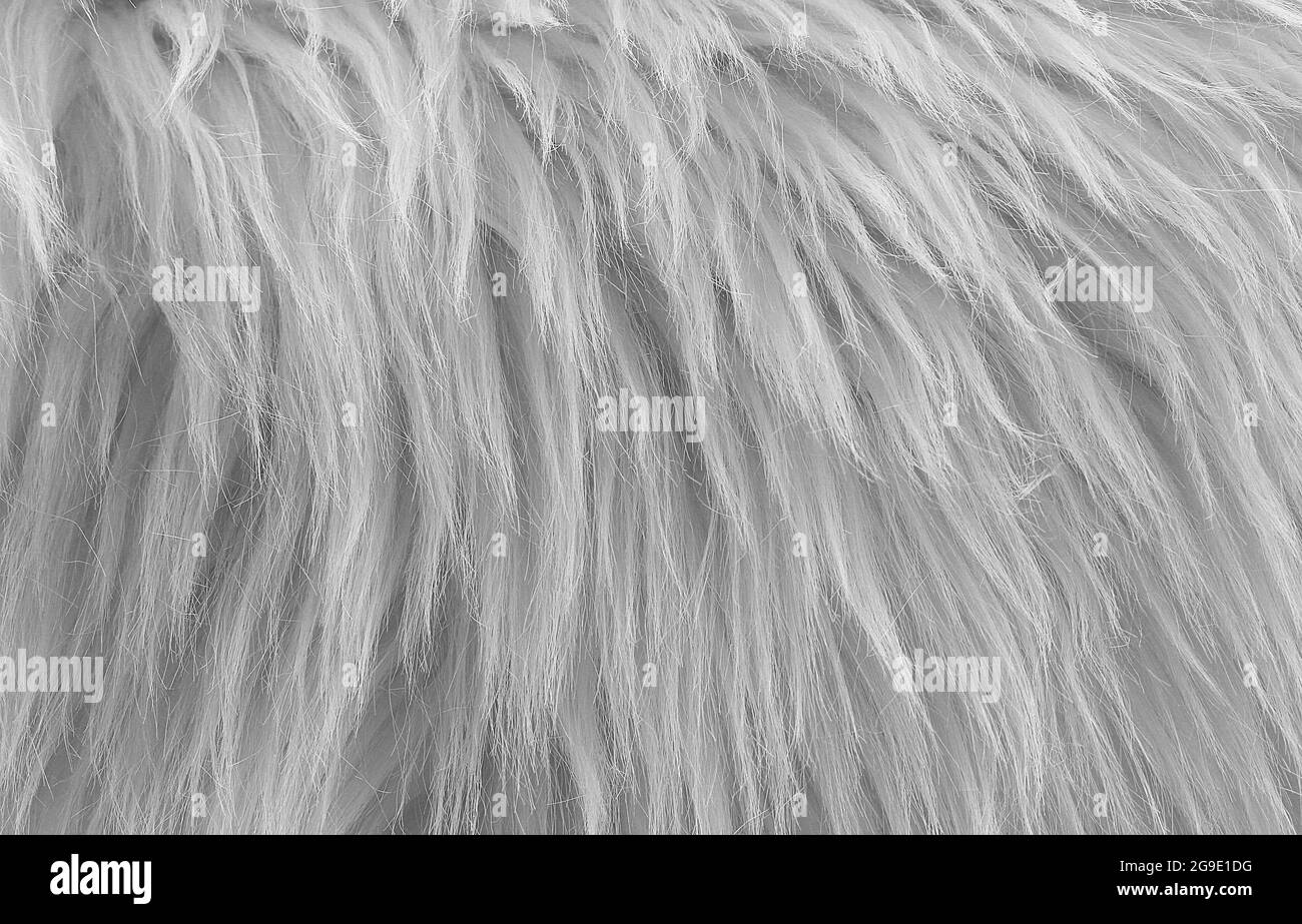 White fur texture, close-up.Useful as background Stock Photo - Alamy