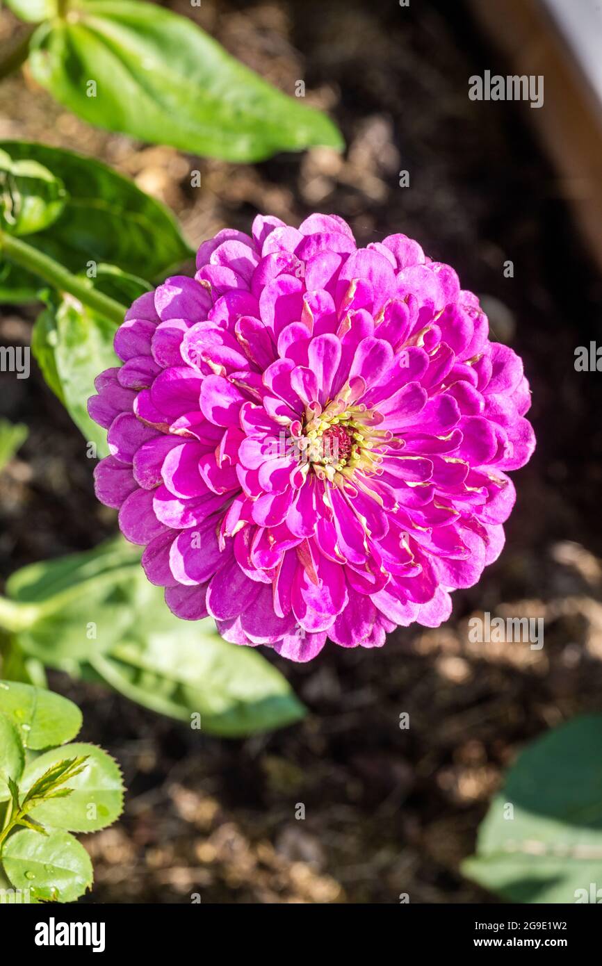 'Dream' Common Zinnia, Zinnia (Zinnia elegans Stock Photo - Alamy