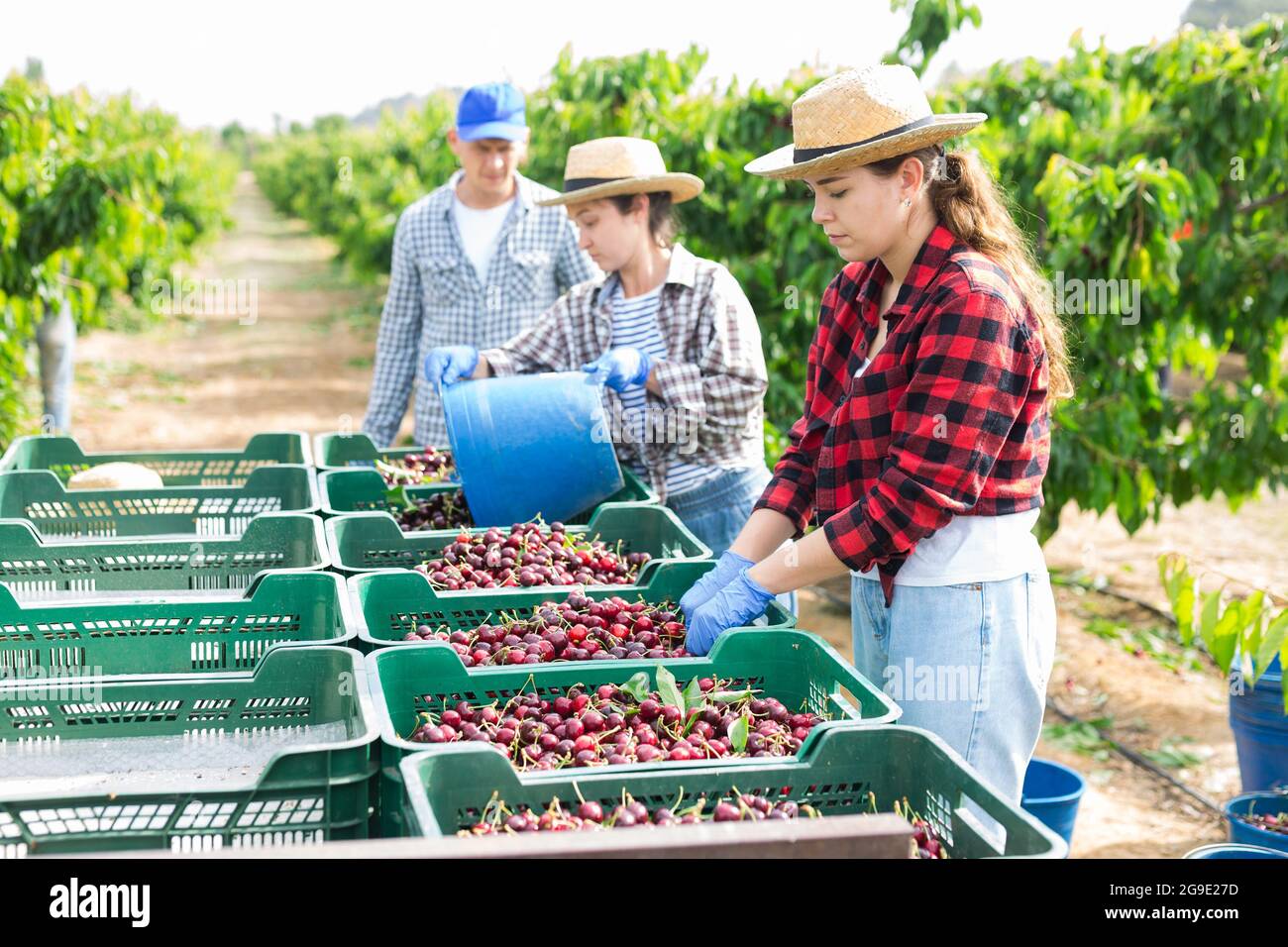 Farmers pouring sweet cherries crop from buckets into boxes Stock Photo ...