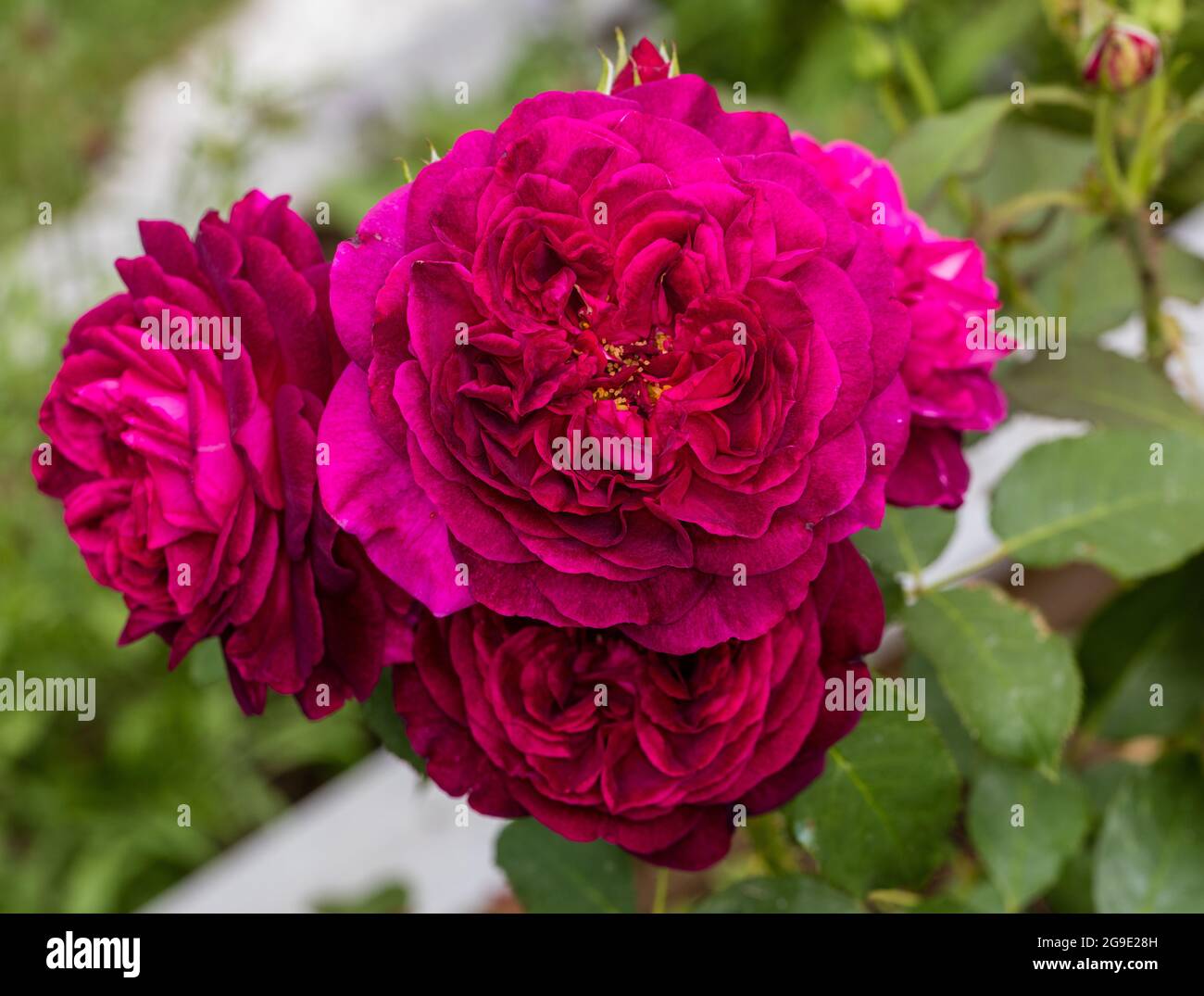 'Munstead Wood, Ausbernard' English Rose, Engelsk ros (Rosa Stock Photo ...