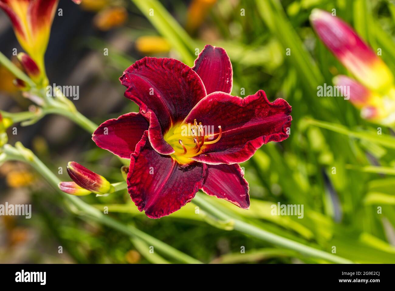 'Chicago Blackout' Daylily, Daglilja (Hemerocallis Stock Photo - Alamy