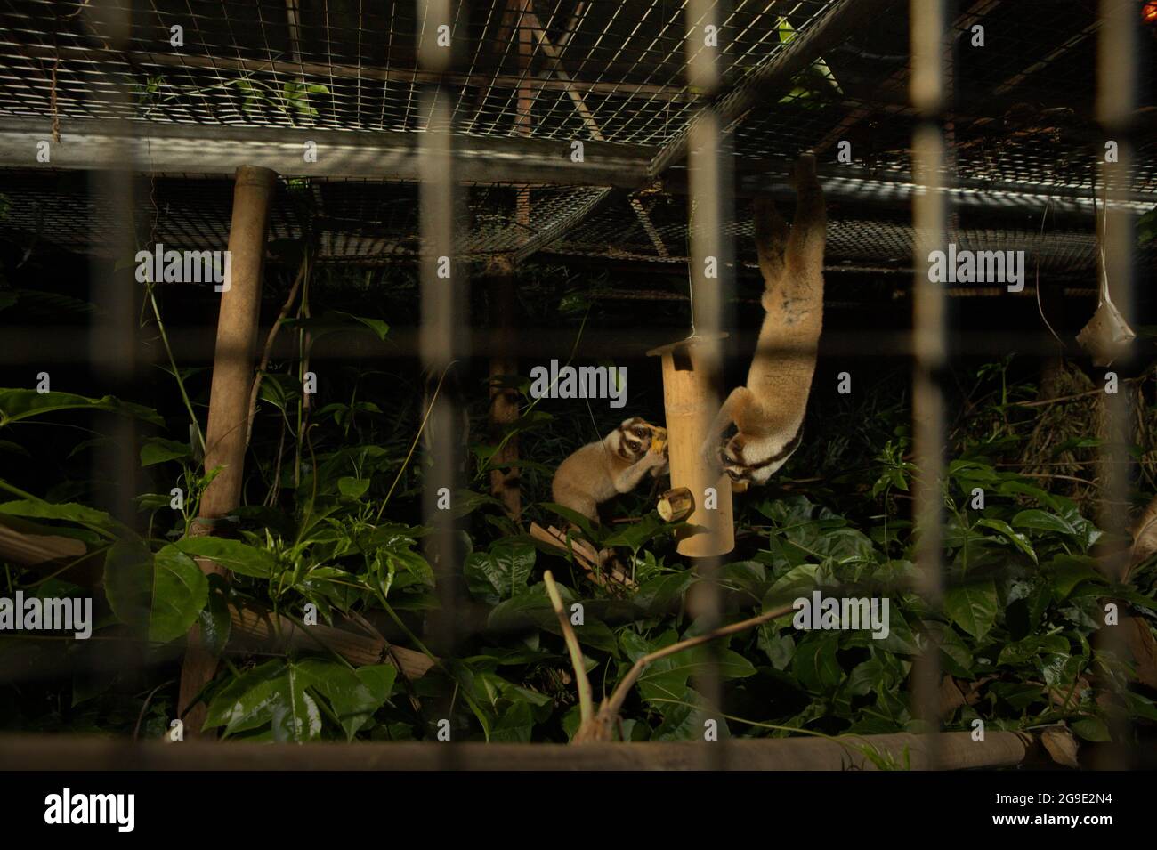 Slow loris recovery hi-res stock photography and images - Alamy