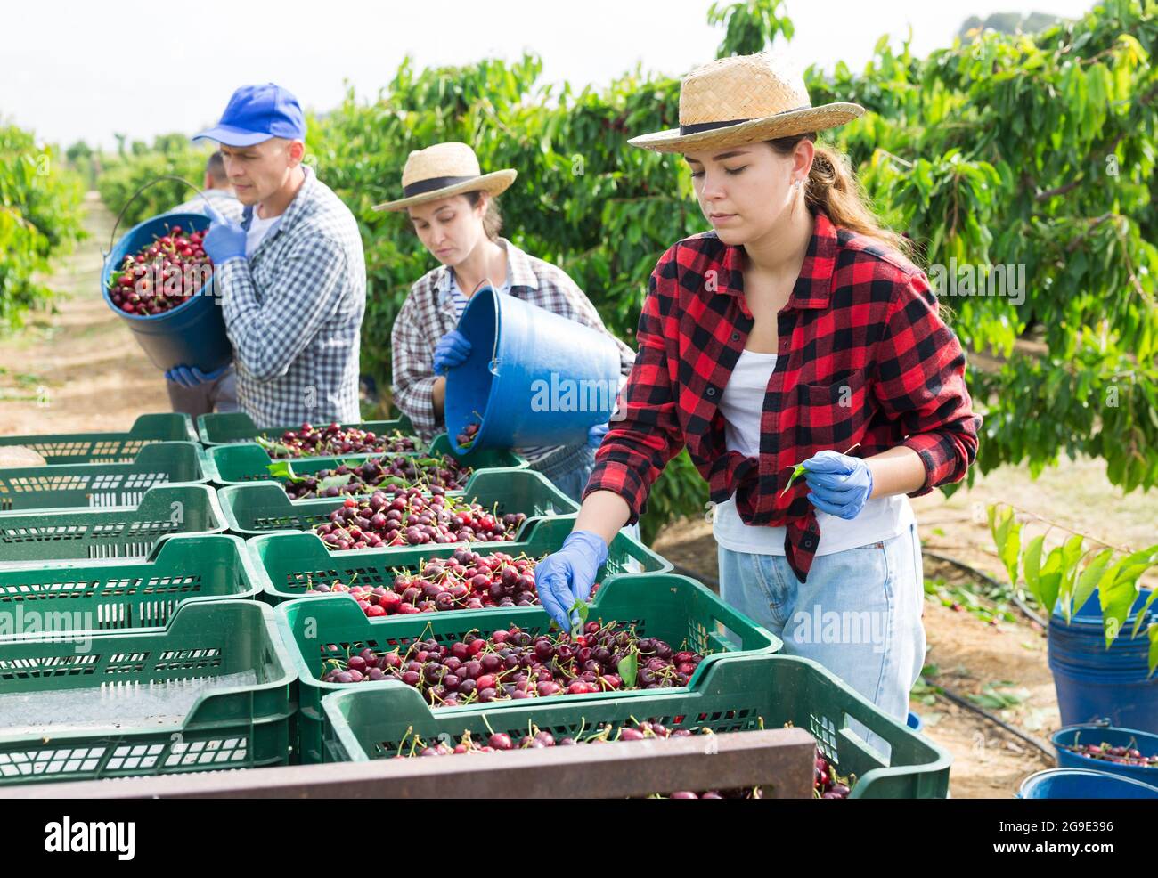 Farm workers filling boxes with gathered sweet cherries Stock Photo - Alamy