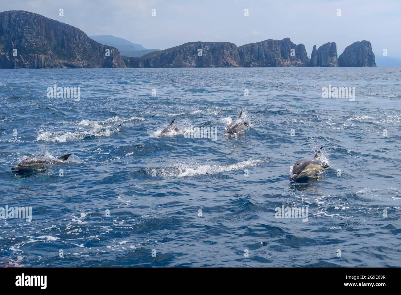 Dolphin pod australia hi-res stock photography and images - Alamy