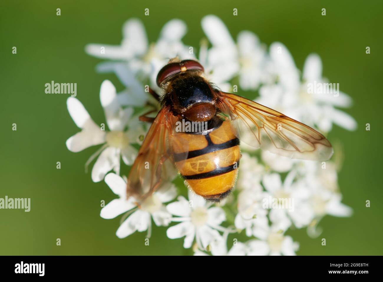 Black and yellow striped hoverfly hi-res stock photography and images ...