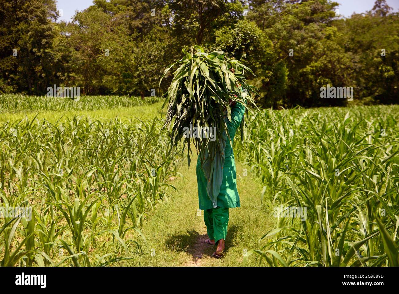 Agriculture activity hi-res stock photography and images - Alamy