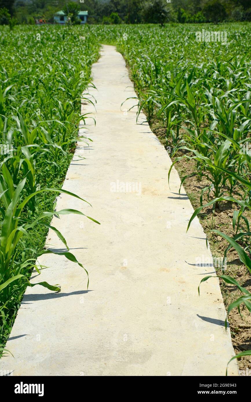 Corn fields with a road hi-res stock photography and images - Alamy