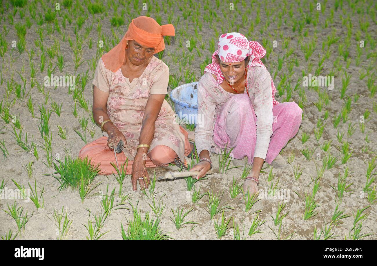 Indian women plant rice hi-res stock photography and images - Alamy