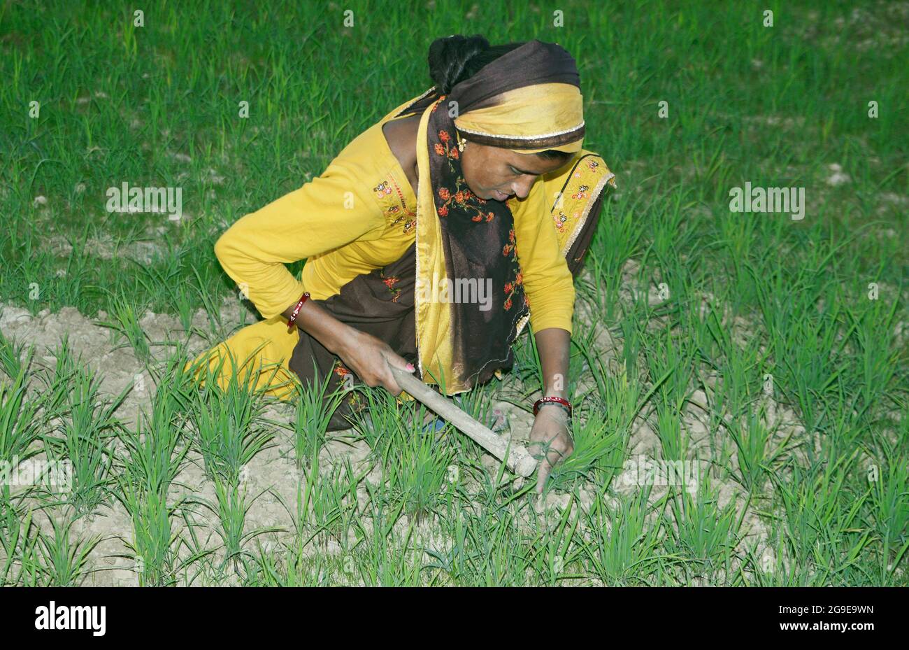 Activity in the rice field hi-res stock photography and images - Alamy