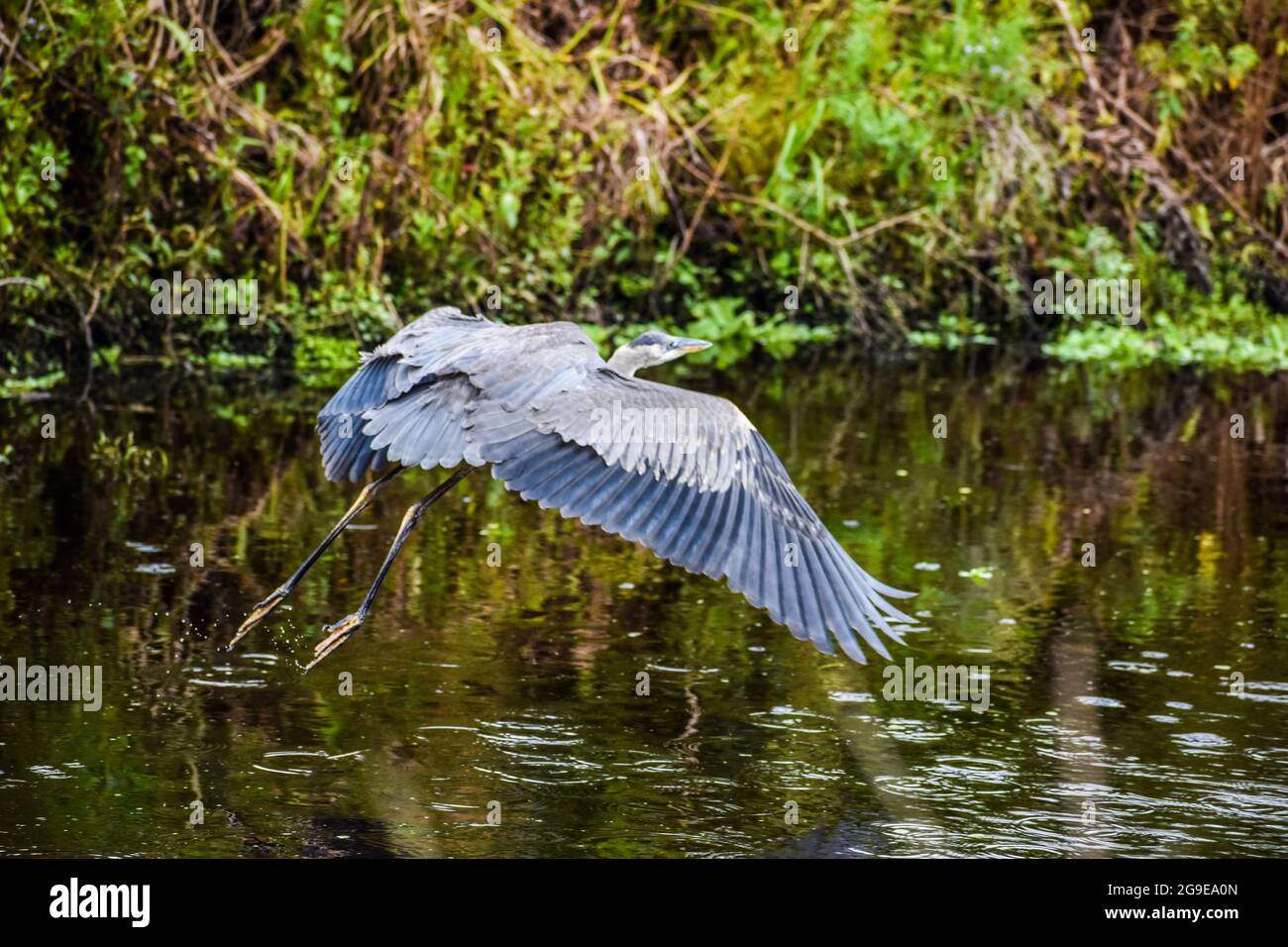 Swamp crane fly hi-res stock photography and images - Alamy