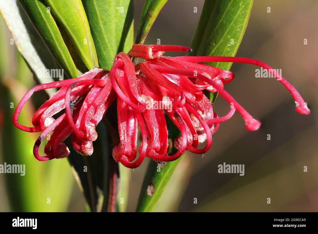 Red spider flower hi-res stock photography and images - Alamy