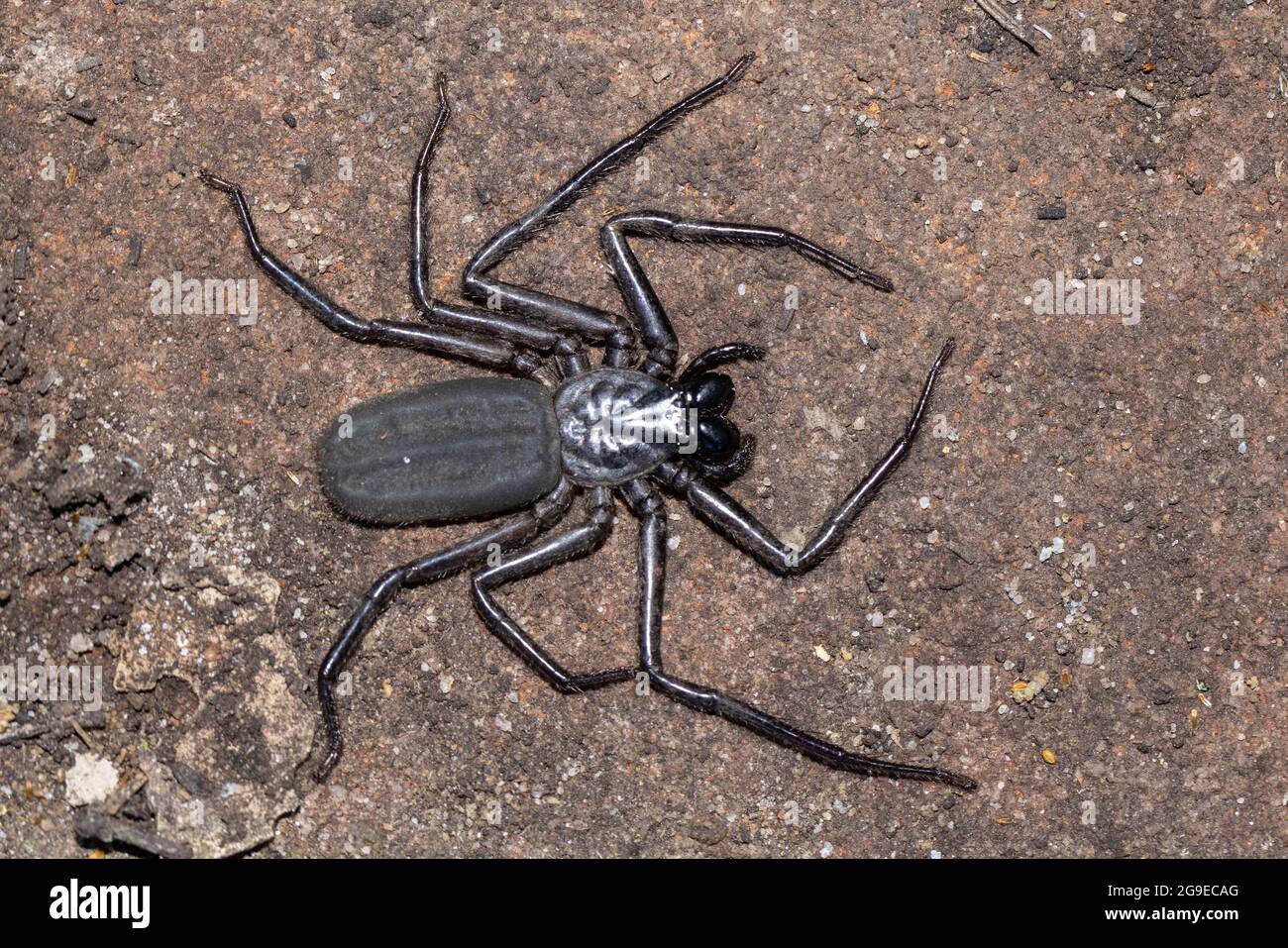 Hemicloea sp hi-res stock photography and images - Alamy