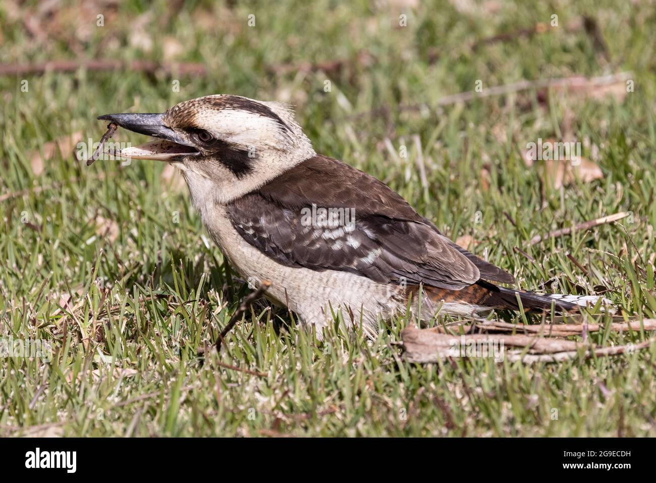 Earth worm hi-res stock photography and images - Alamy