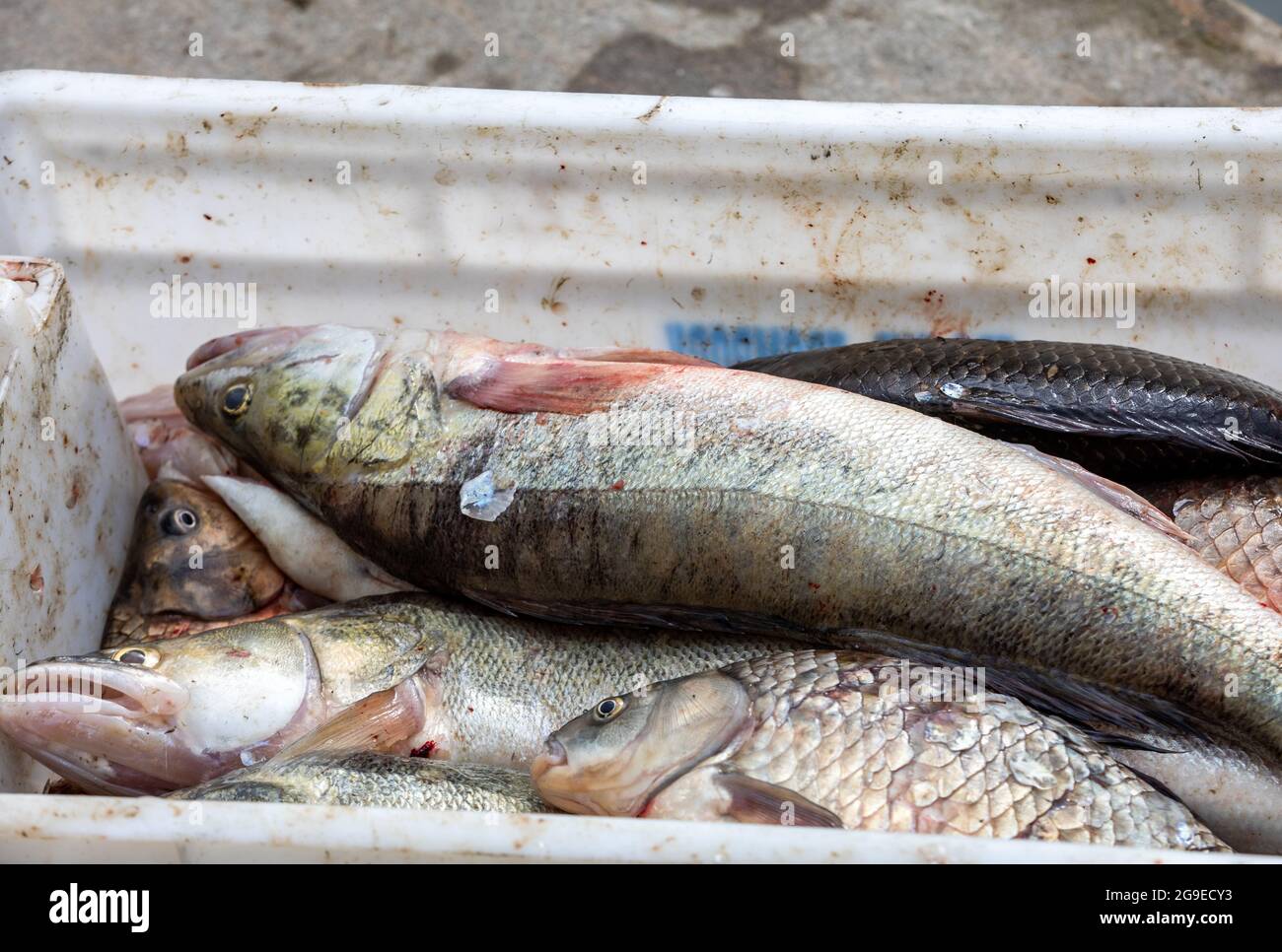 fresh fish sold straight from the fishing boat in the port Stock Photo ...