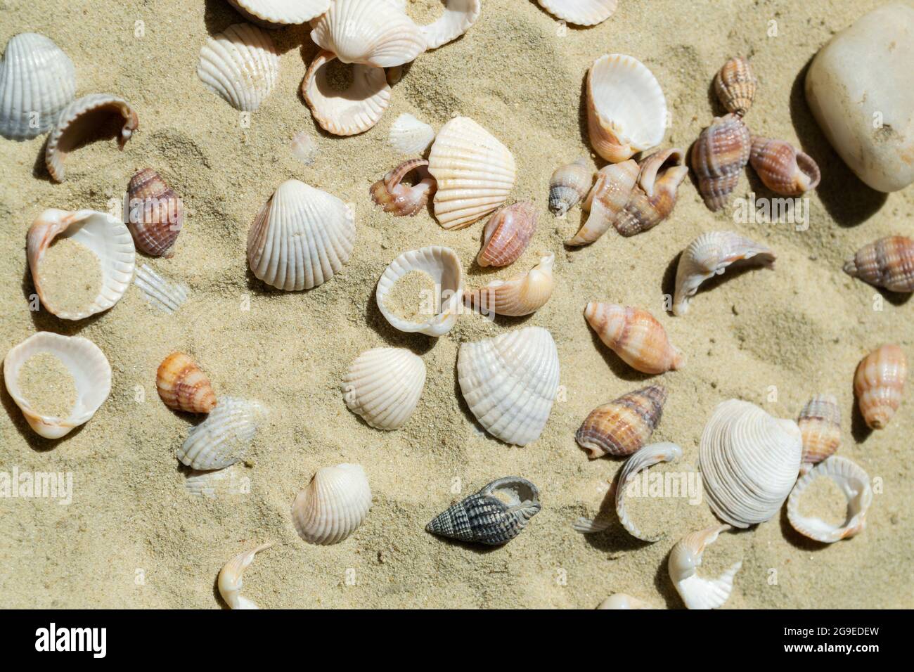 Sandy beach with shells hi-res stock photography and images - Alamy