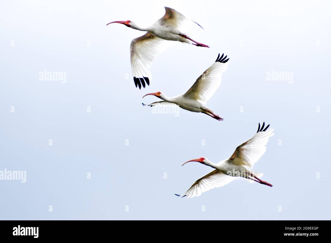 White birds flying in the air Stock Photo - Alamy