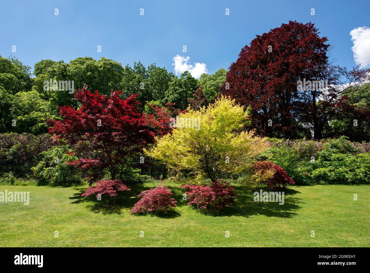 Japanese maples hi-res stock photography and images - Alamy