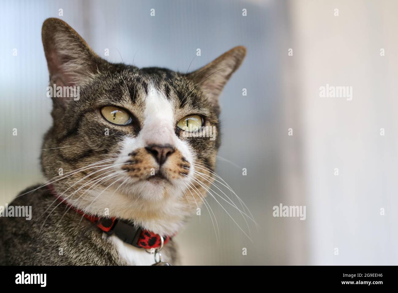 Cat copy hi-res stock photography and images - Alamy