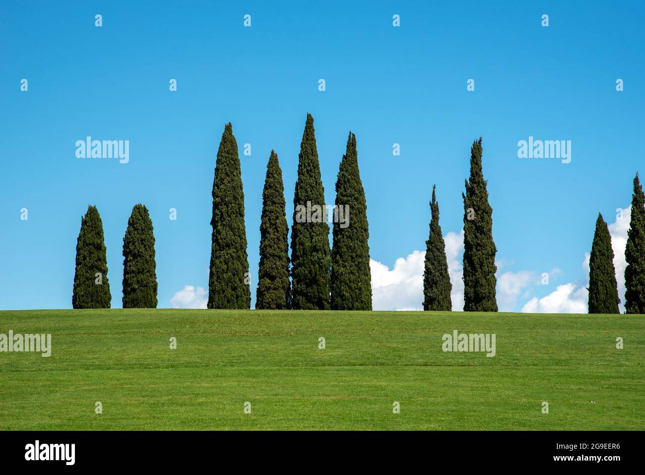 White cypress hi-res stock photography and images - Alamy