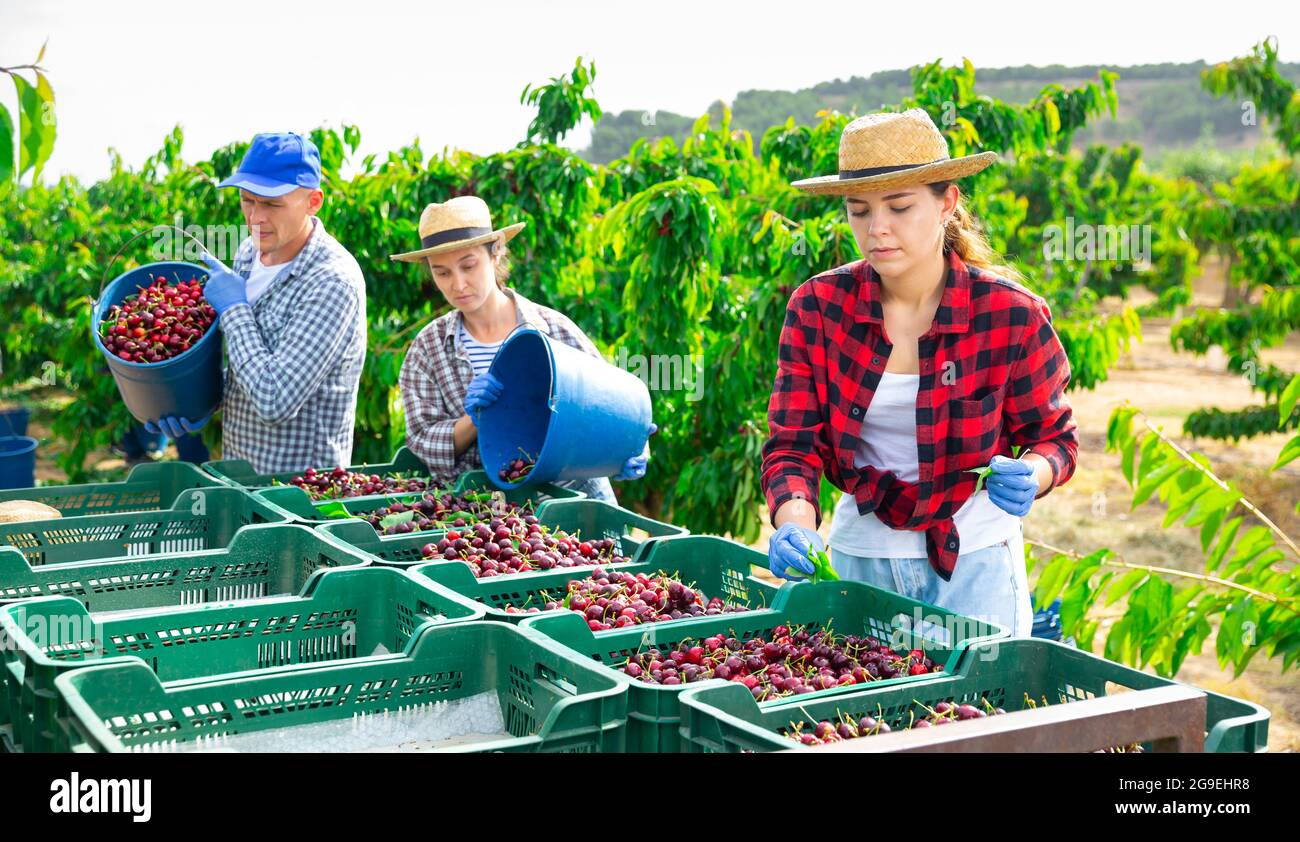 Gardeners sorting freshly harvested cherry at orchard Stock Photo - Alamy