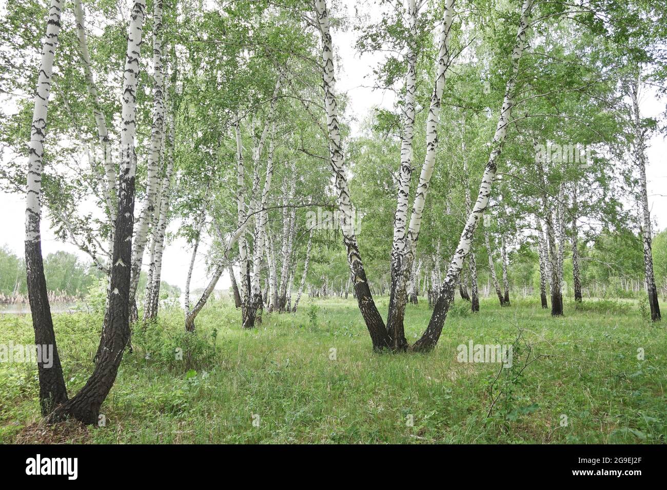 Spring birch forest Stock Photo - Alamy
