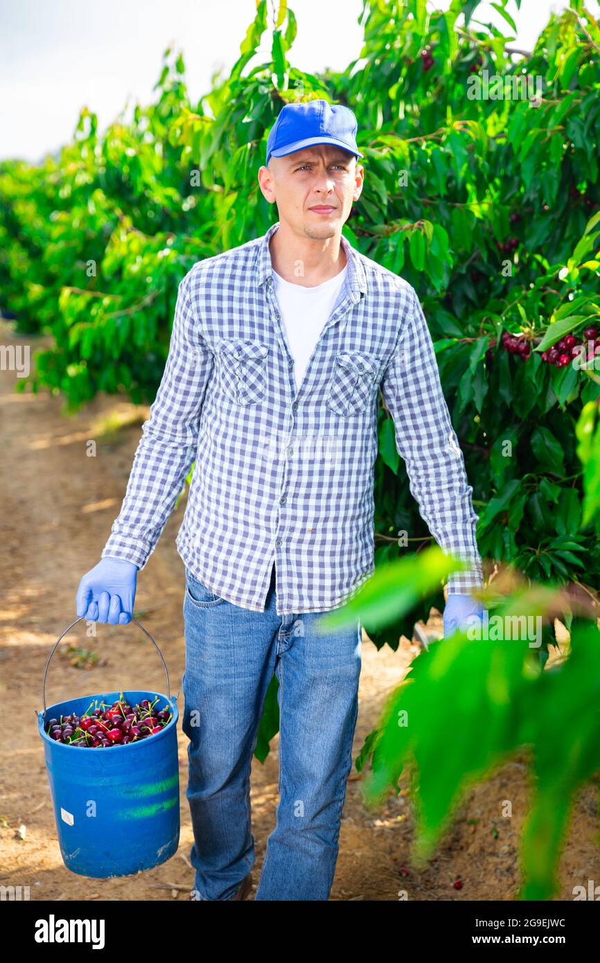 Man carrying bucket with sweet cherry Stock Photo - Alamy
